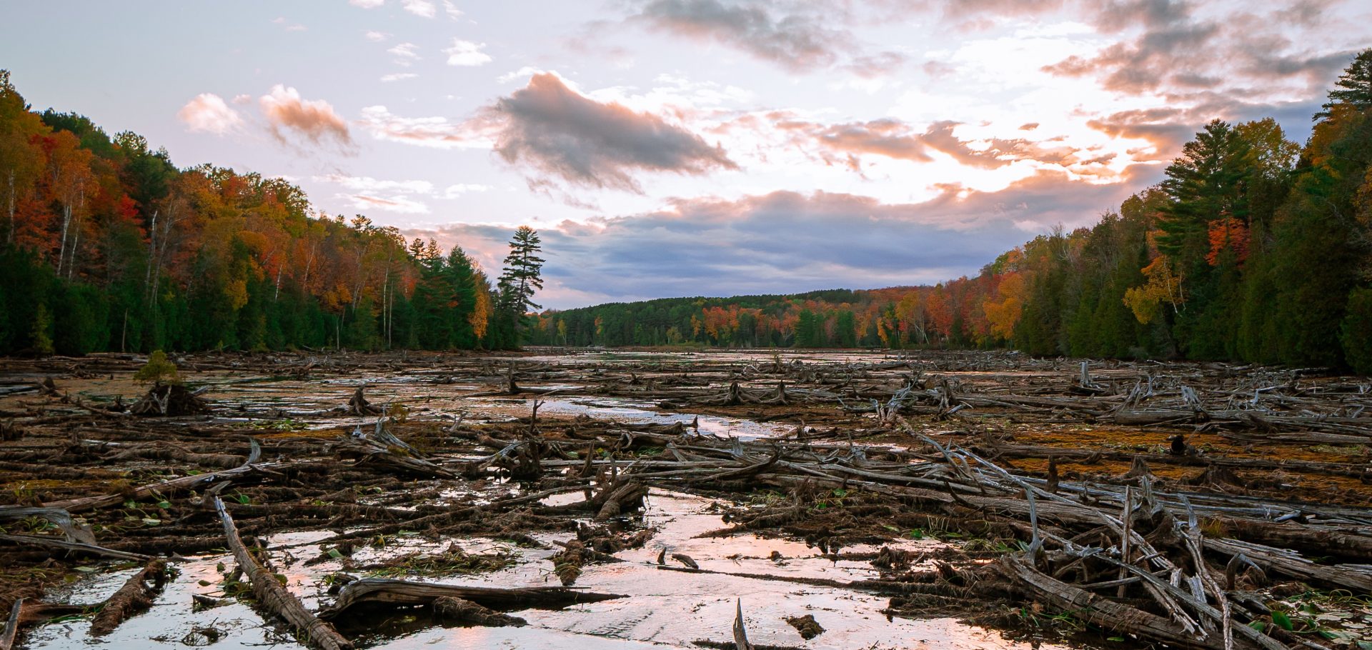Returning to the Muskeg - A\J