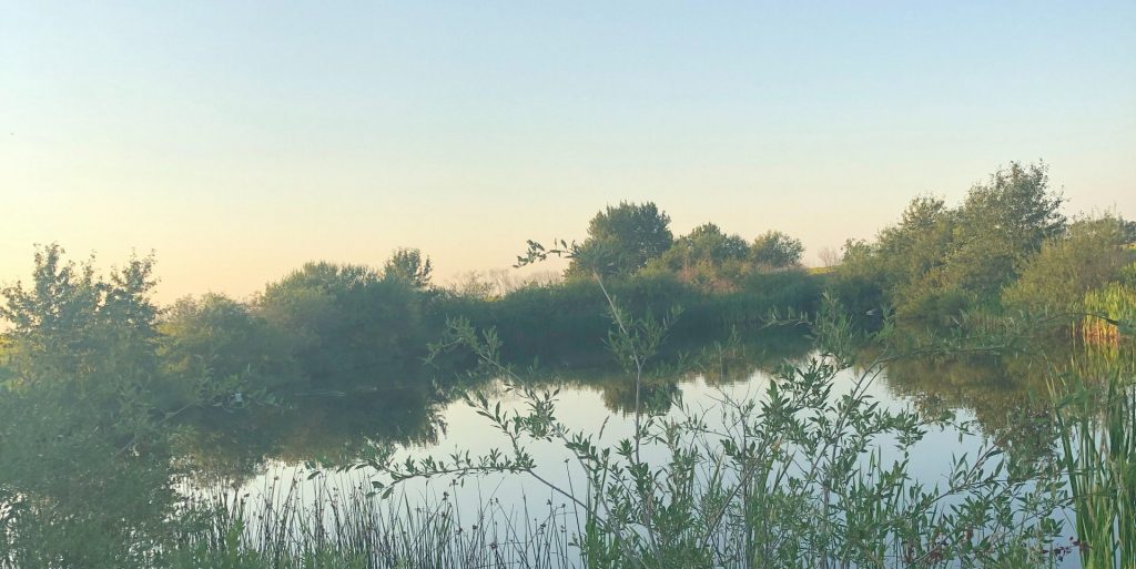 Returning to the Muskeg - A\J